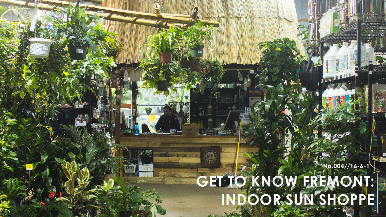Get to Know Fremont: Indoor Sun Shoppe – Blue Owl Workshop
